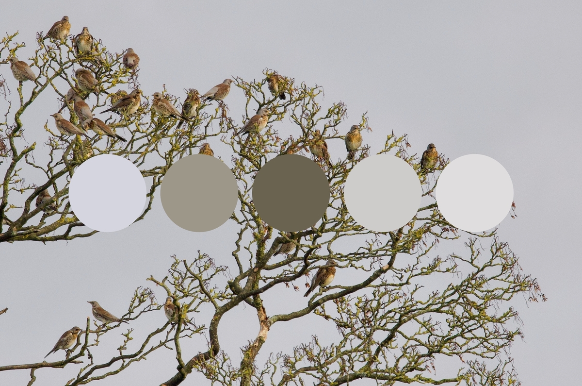 Get color palette inspiration from nature