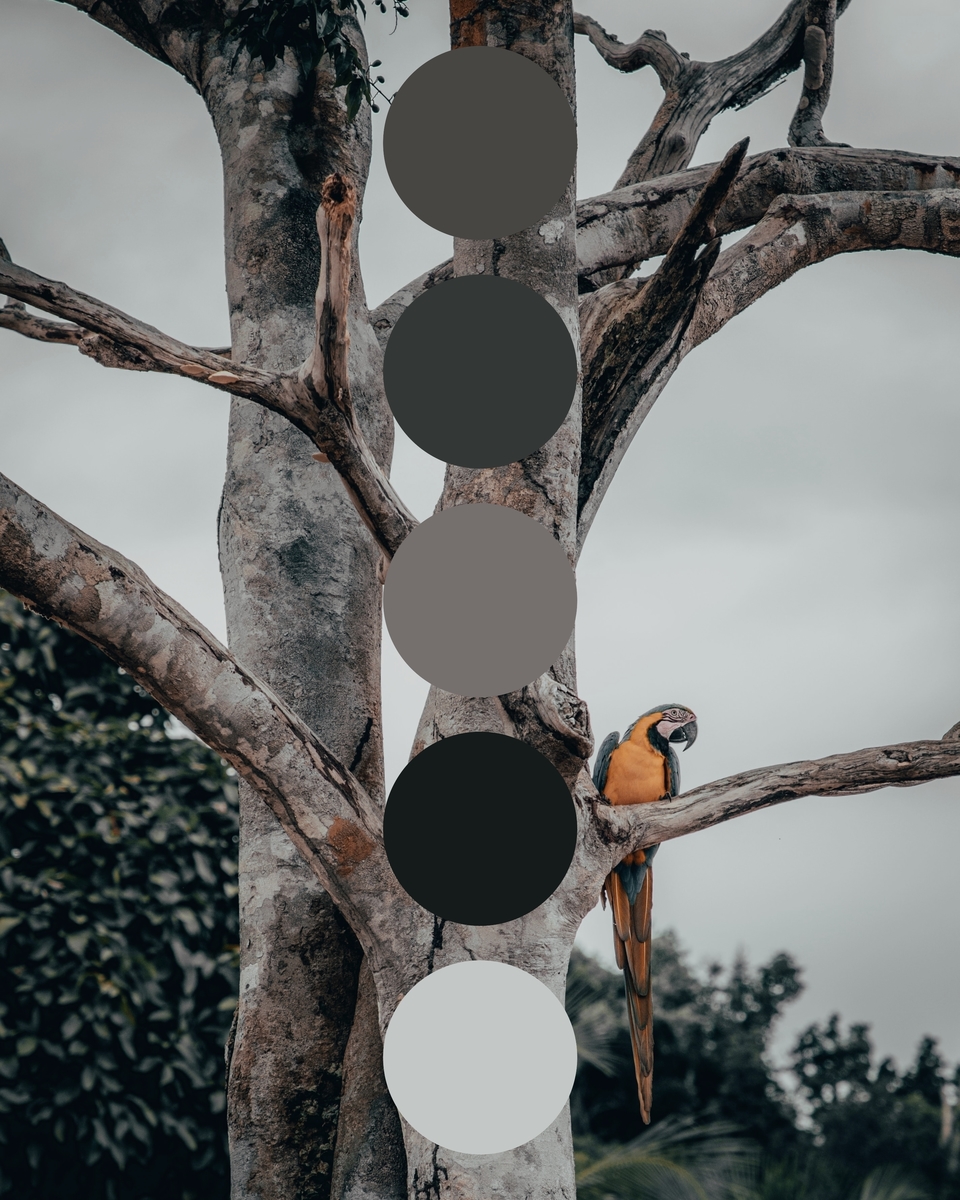 Get color palette inspiration from nature