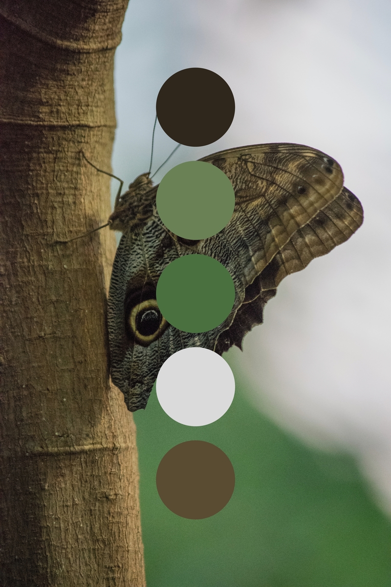 Get color palette inspiration from nature