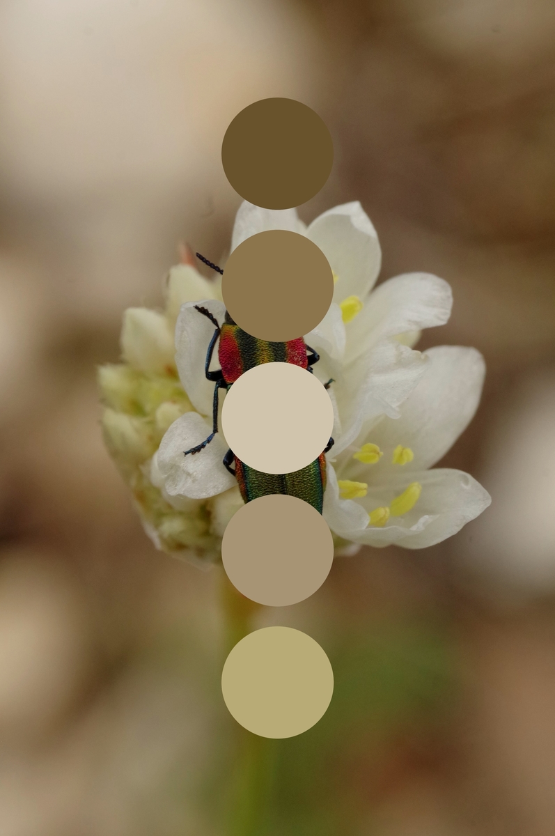 Get color palette inspiration from nature