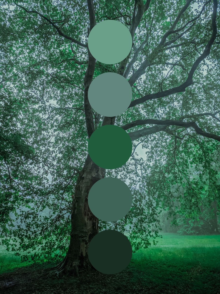 Get color palette inspiration from nature