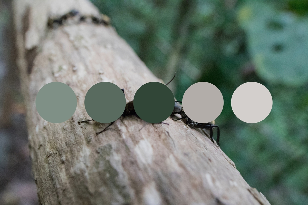 Get color palette inspiration from nature