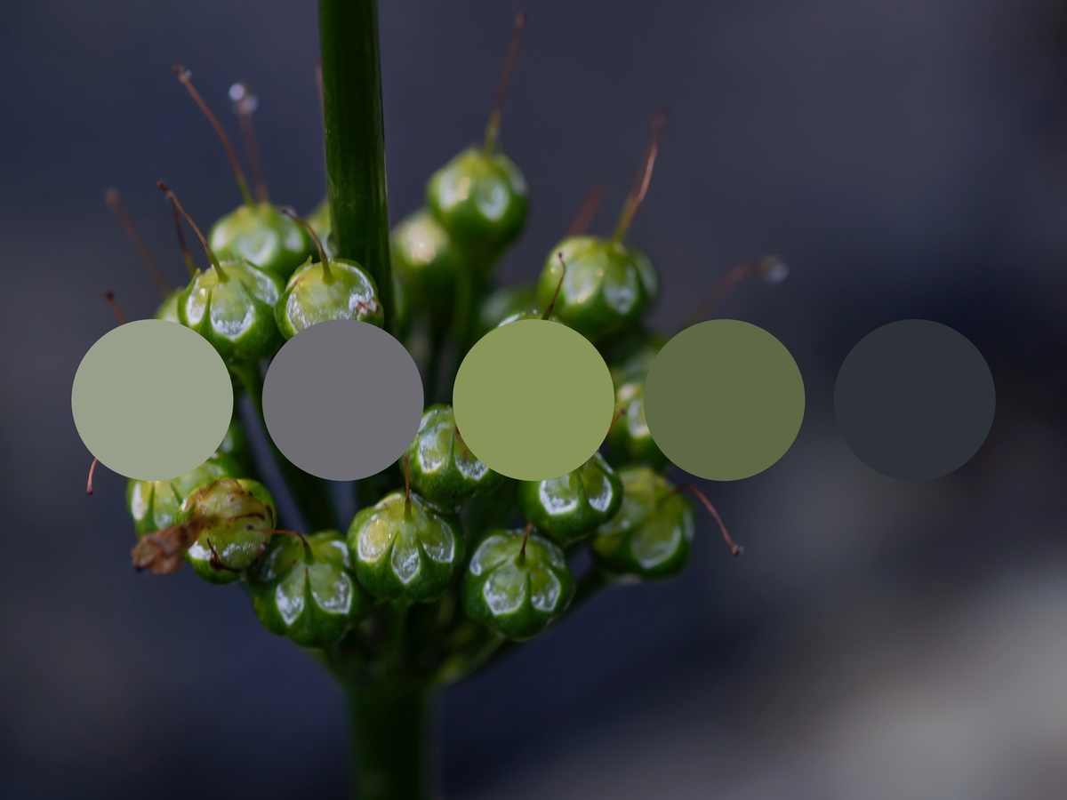 Get Color Palette Inspiration From Nature Get Color Palette Inspiration From Nature