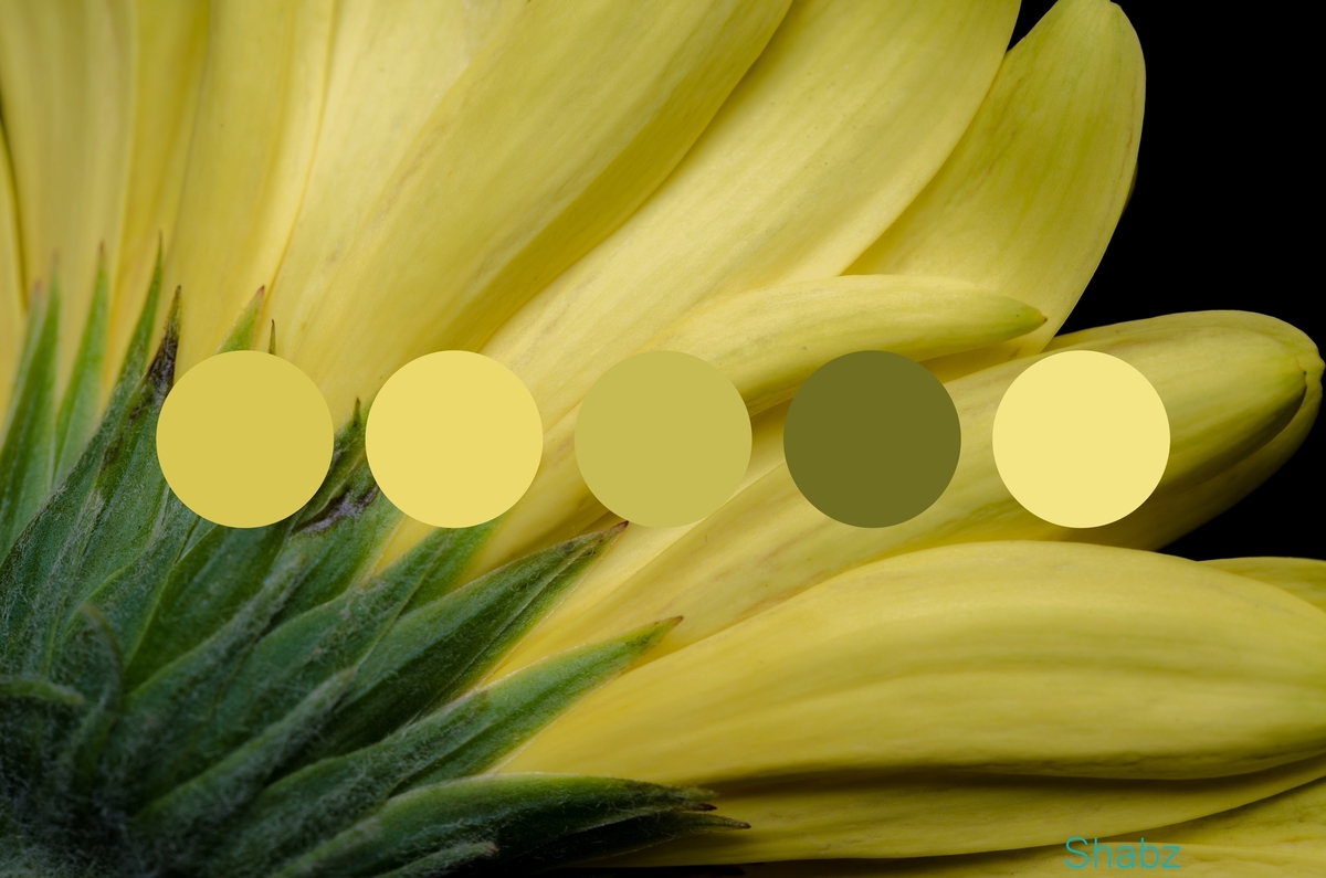 Get color palette inspiration from nature