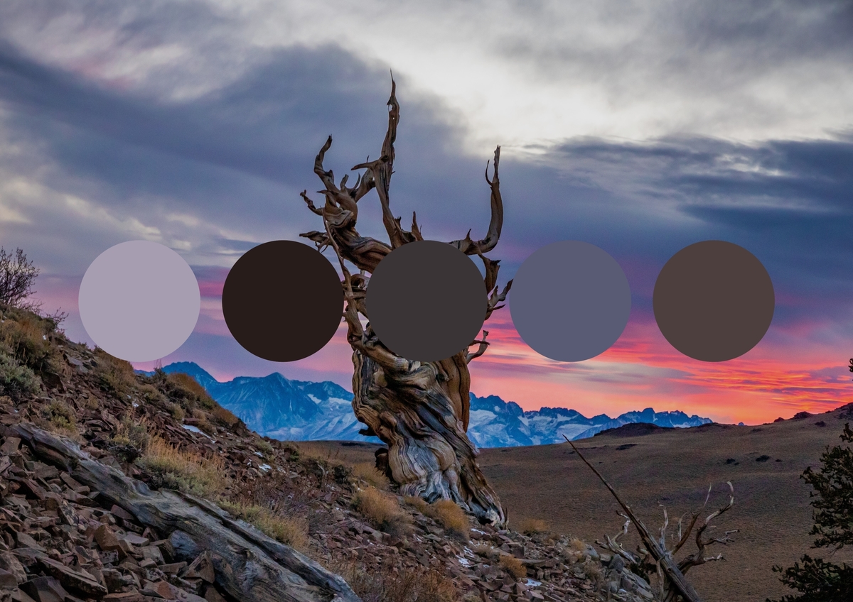 Get color palette inspiration from nature