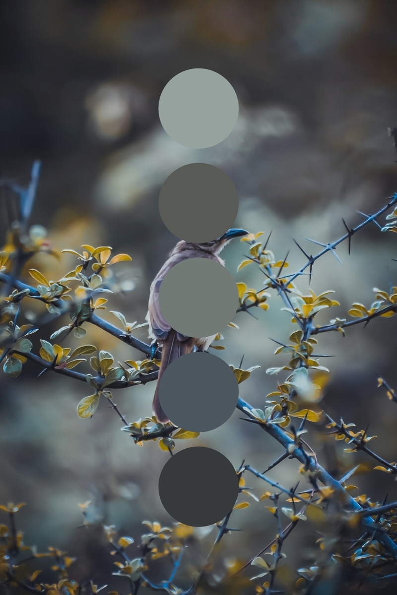 Get color palette inspiration from nature